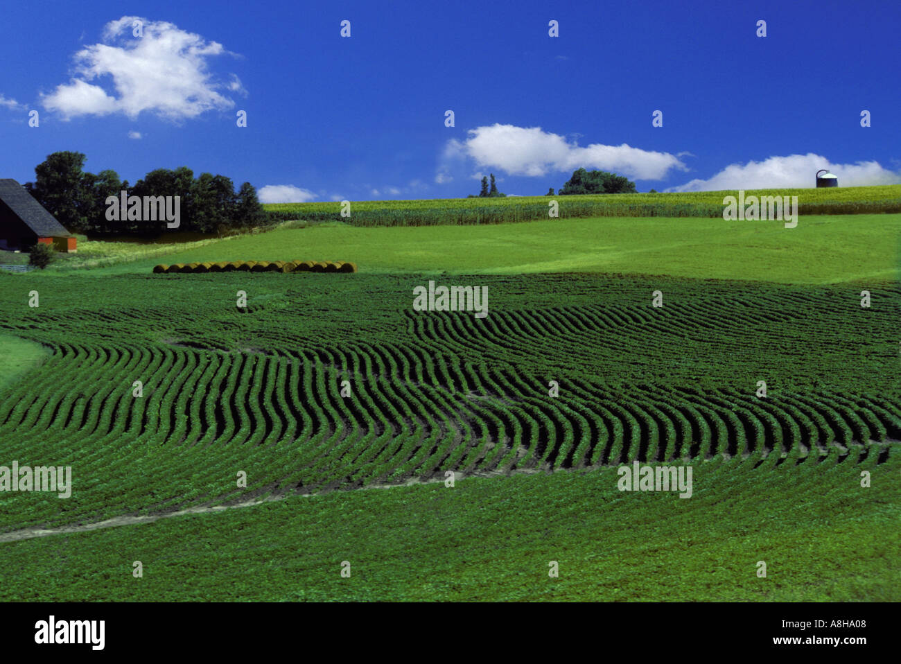 Farm fields in Iowa with corn and soybeans growing in neat rows and ...
