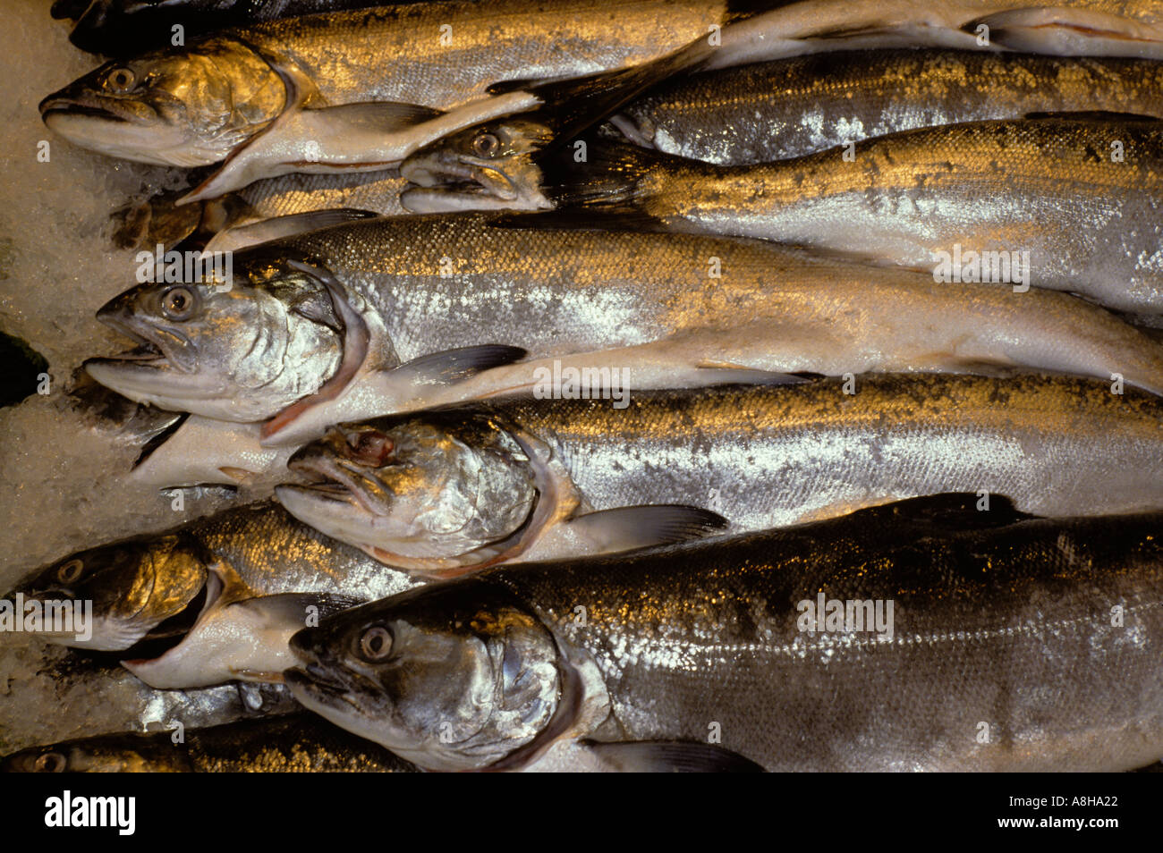 Fresh Silver Salmon display in Pike Place Market, Seattle, Washington ...