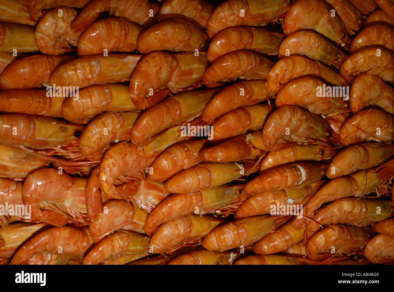 Whole cooked side striped shrimp display in Pike Place Market, Seattle ...
