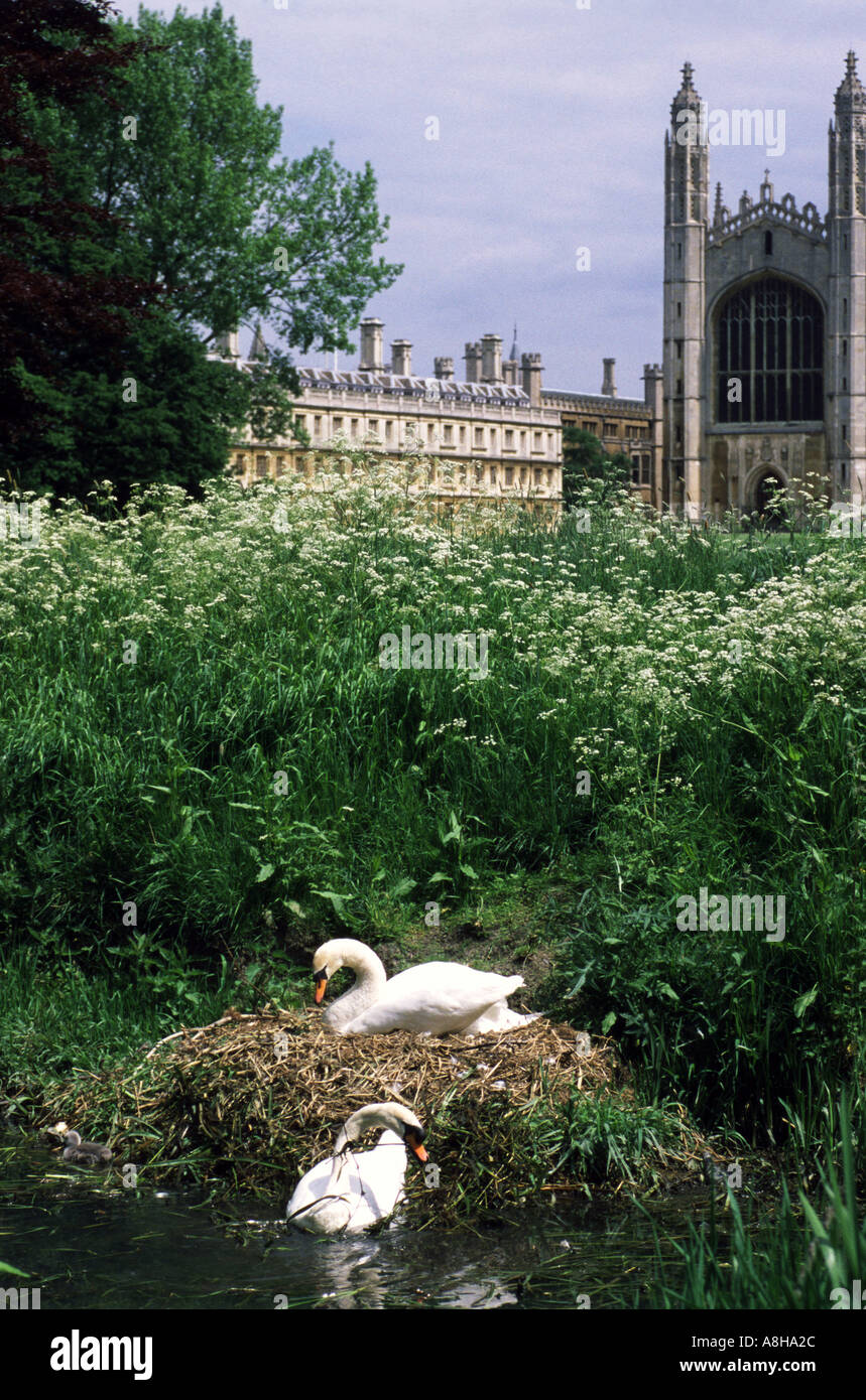Cambridge England River Swan High Resolution Stock Photography and ...