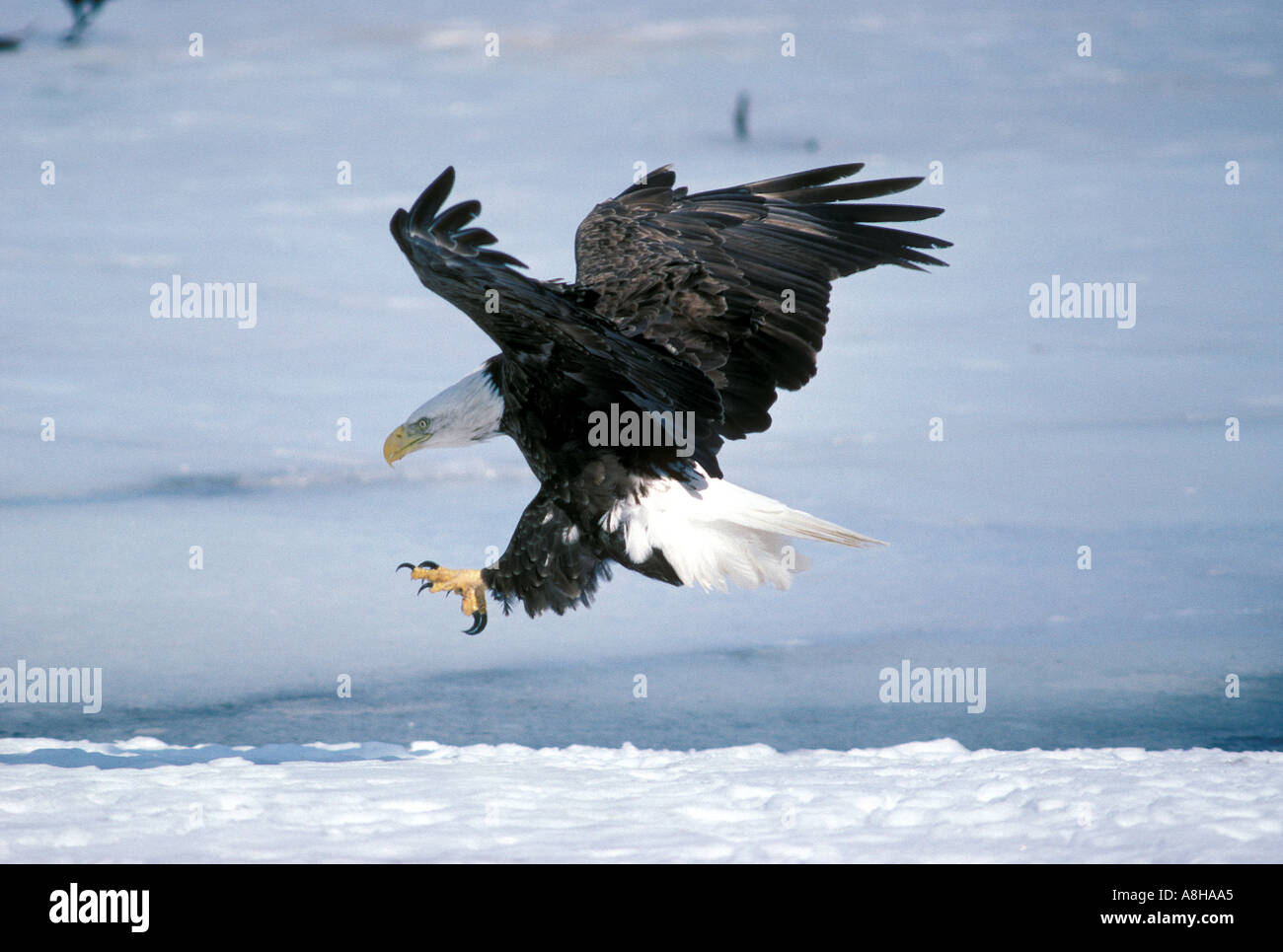 BIRD EAGLE Bald Stock Photo - Alamy