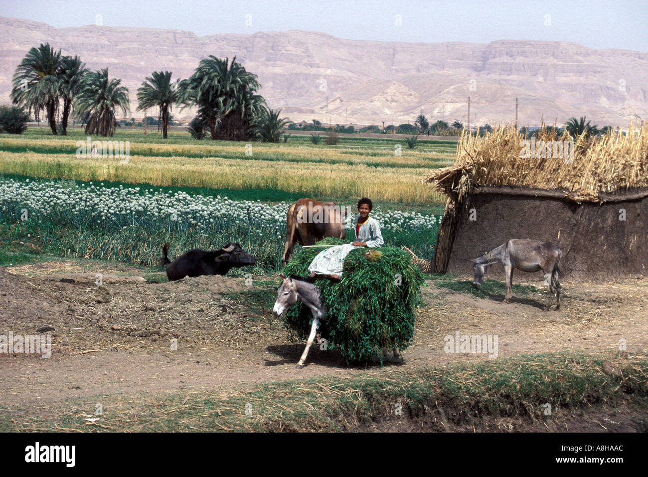 AFRICA EGYPT Nile Valley Stock Photo - Alamy