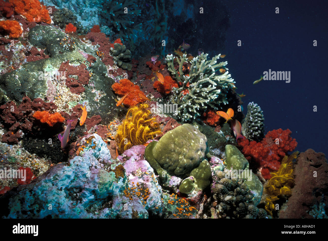 ECOSYSTEM CORAL Reef Stock Photo - Alamy
