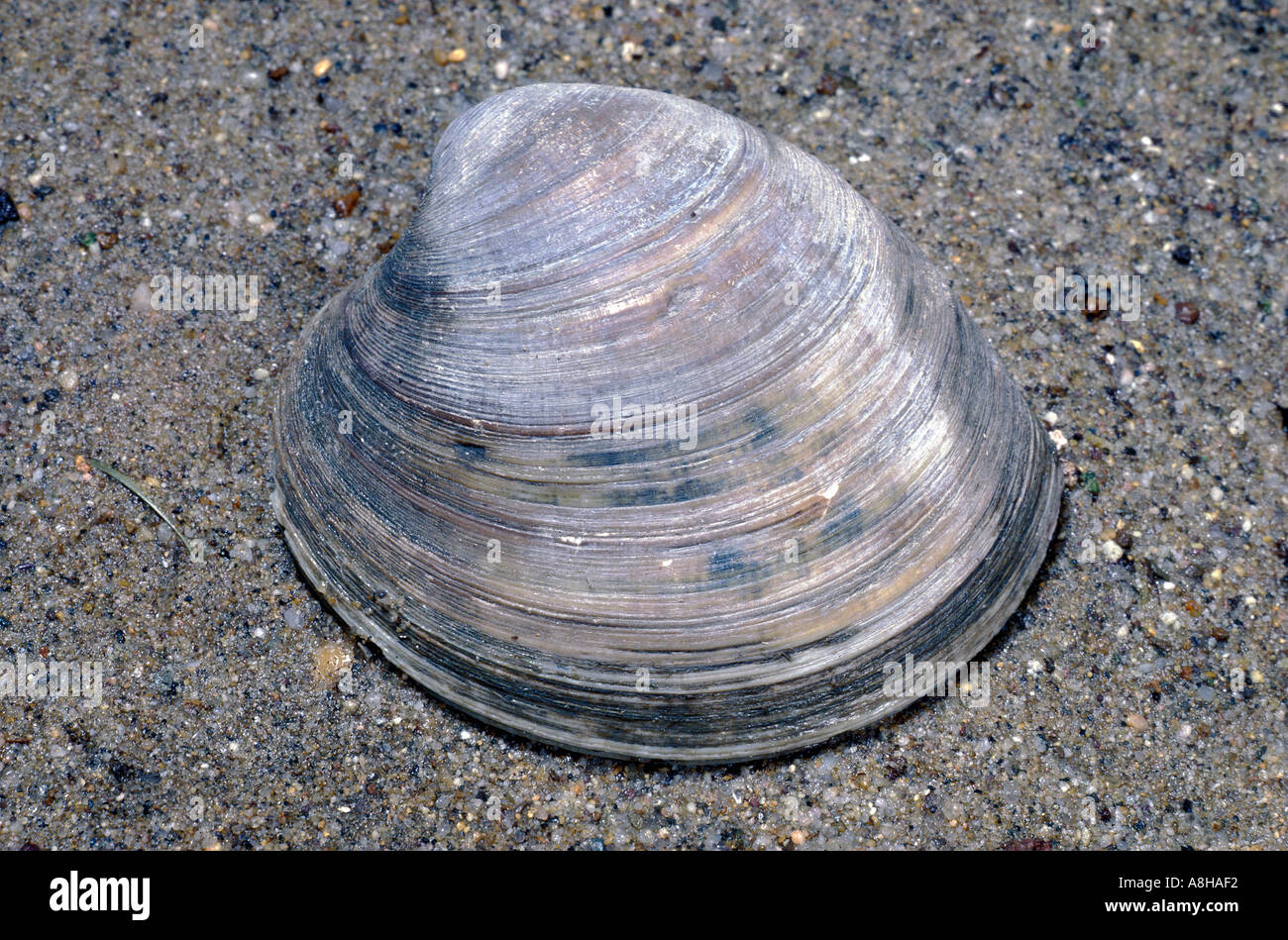INVERTEBRATE CLAM Hard shell Stock Photo - Alamy