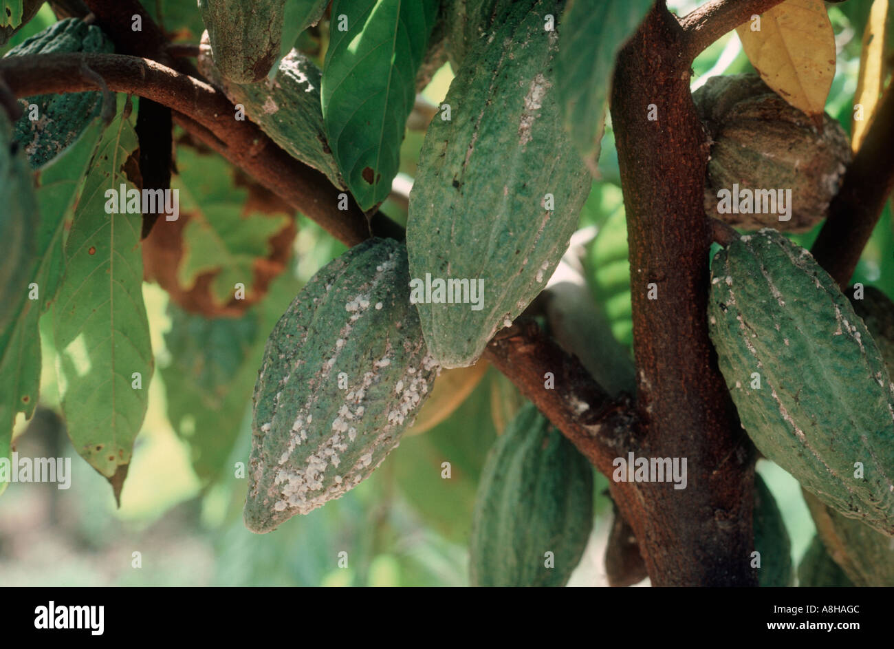 Cocoa mealybug Planococcus lilacinus infestation on mature cocoa pods ...