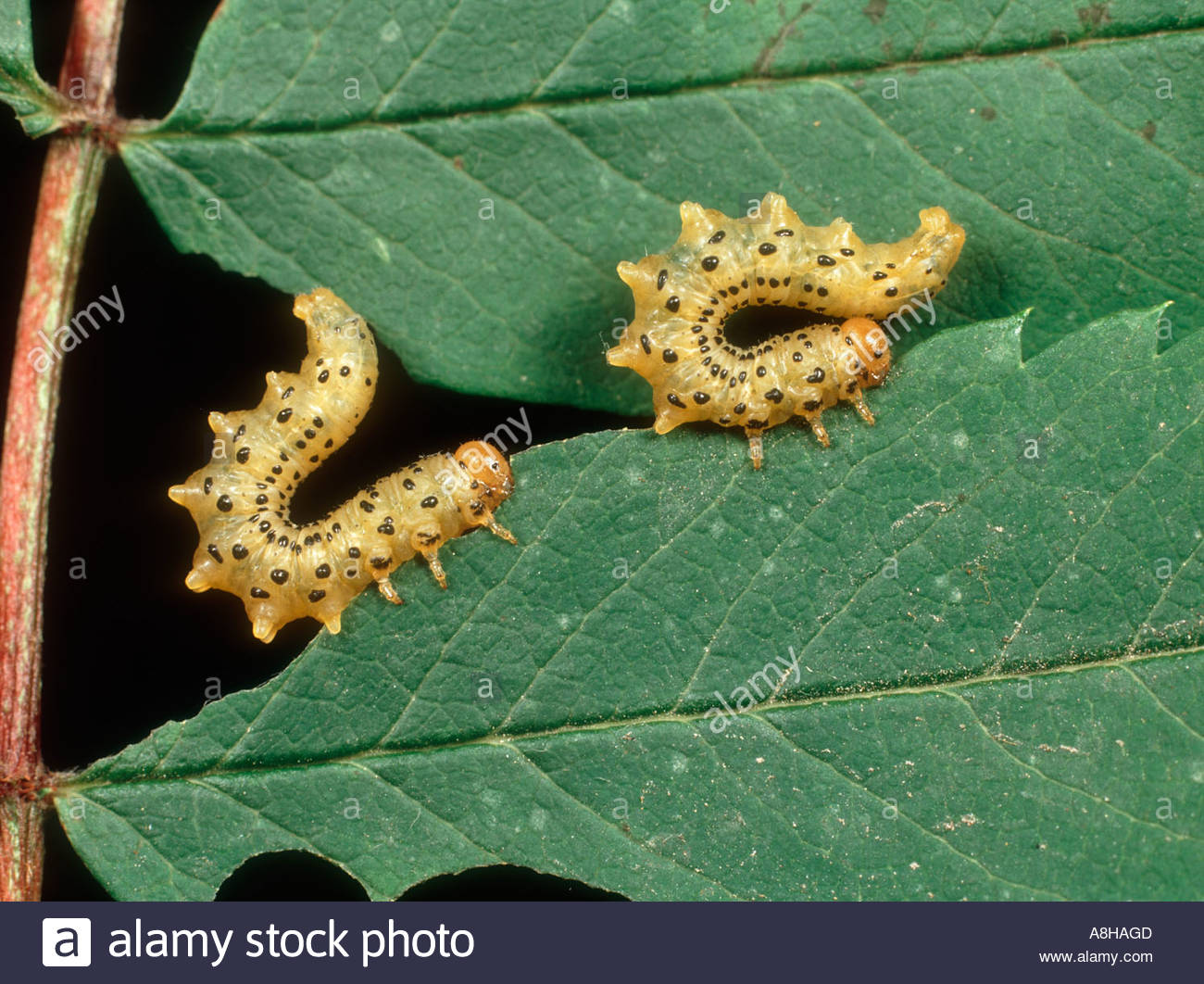 Rowen Stock Photos & Rowen Stock Images - Alamy