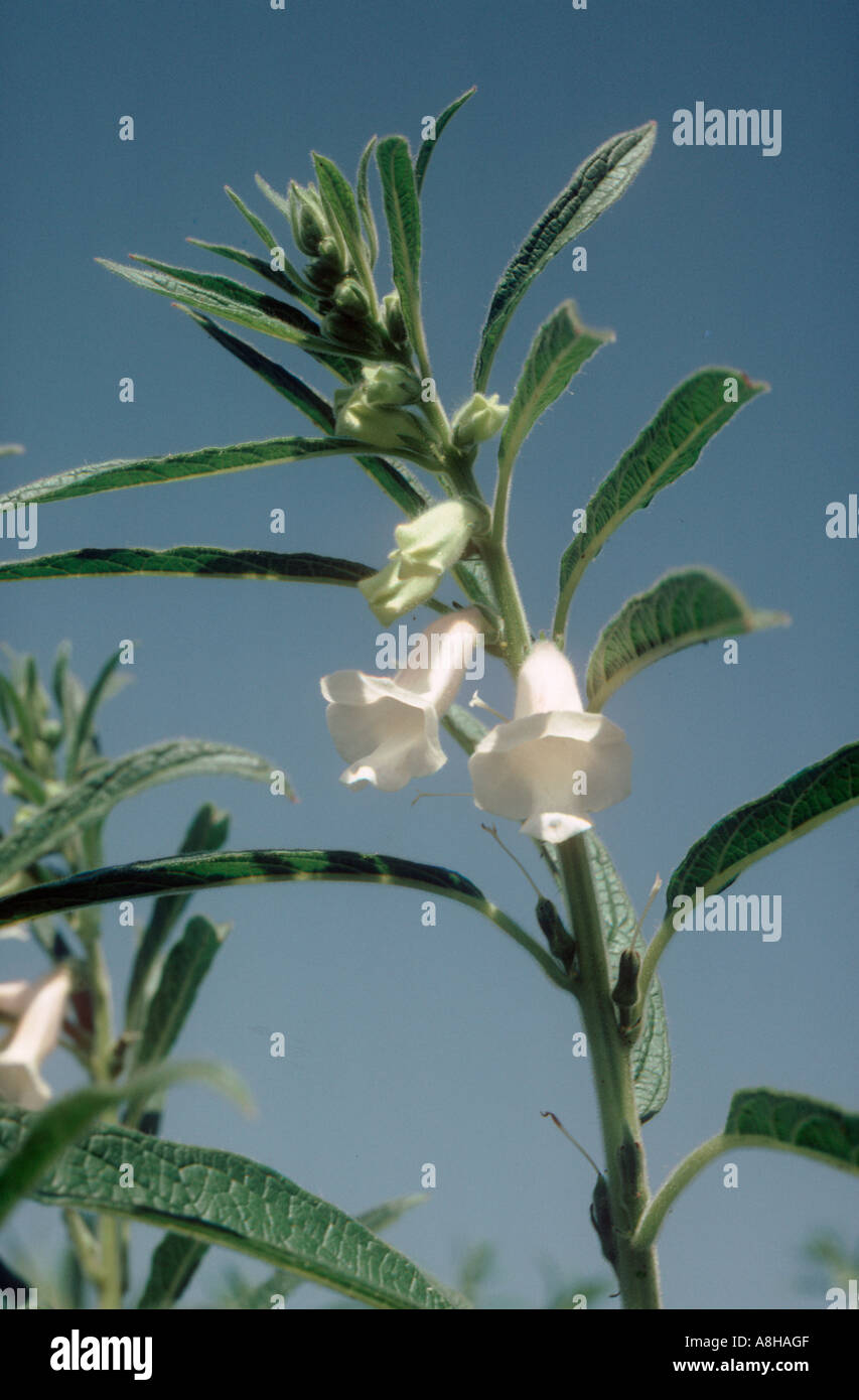 Sesame plant with flowers hi-res stock photography and images - Alamy