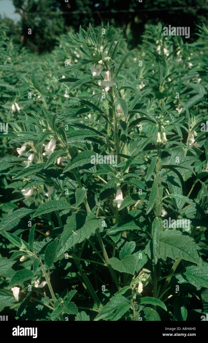 Sesame crop in flower Thailand Stock Photo - Alamy
