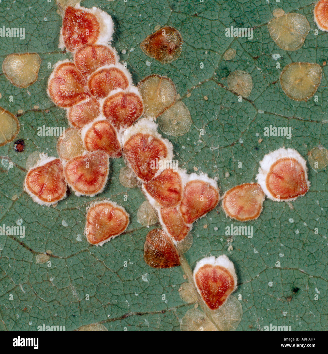 Pear Shaped Leaf High Resolution Stock Photography and Images - Alamy