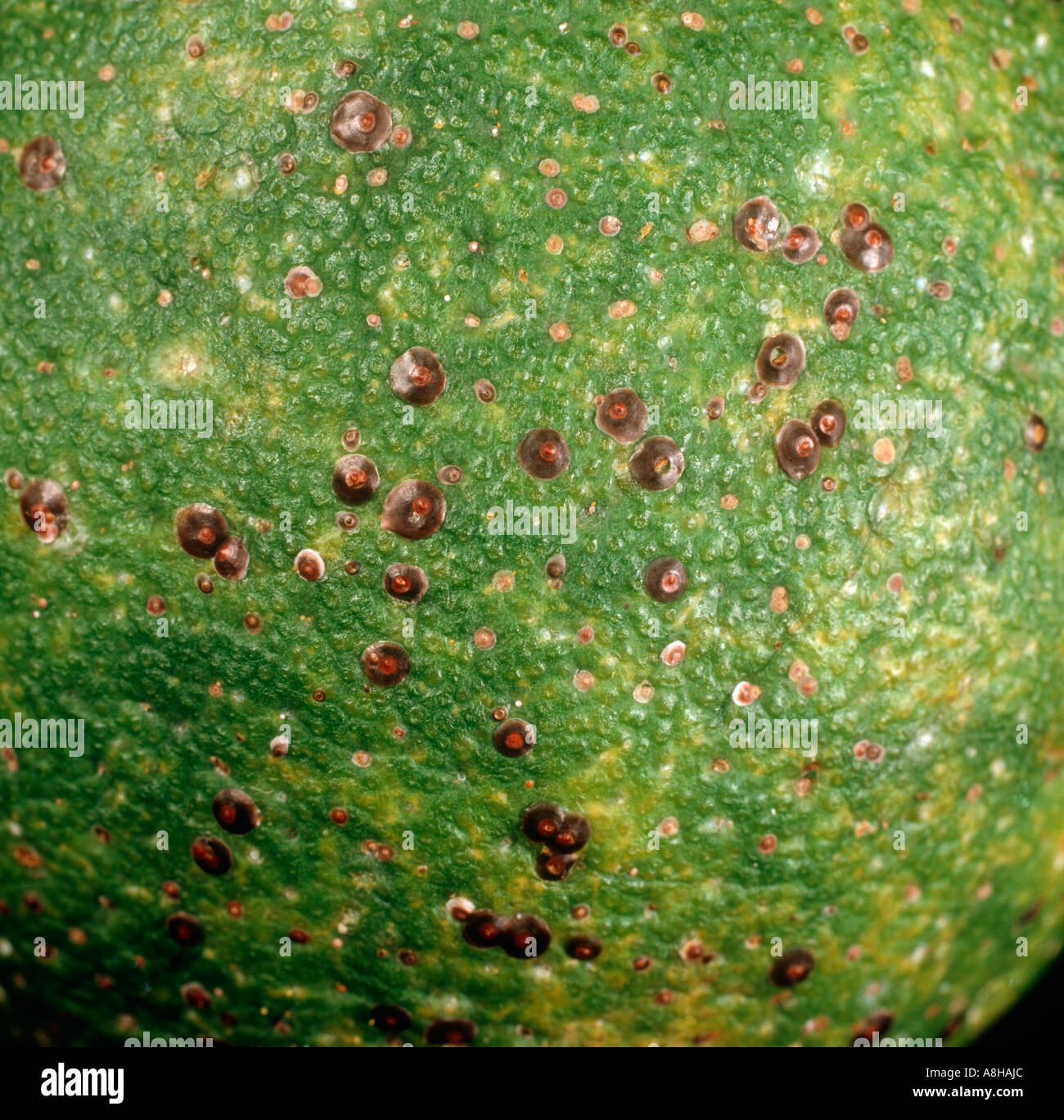 Florida red scale insect (Chrysomphalus aonidum) pest on an orange ...
