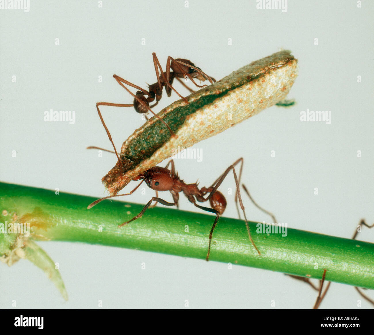 Ant carrying another ant hi-res stock photography and images - Alamy