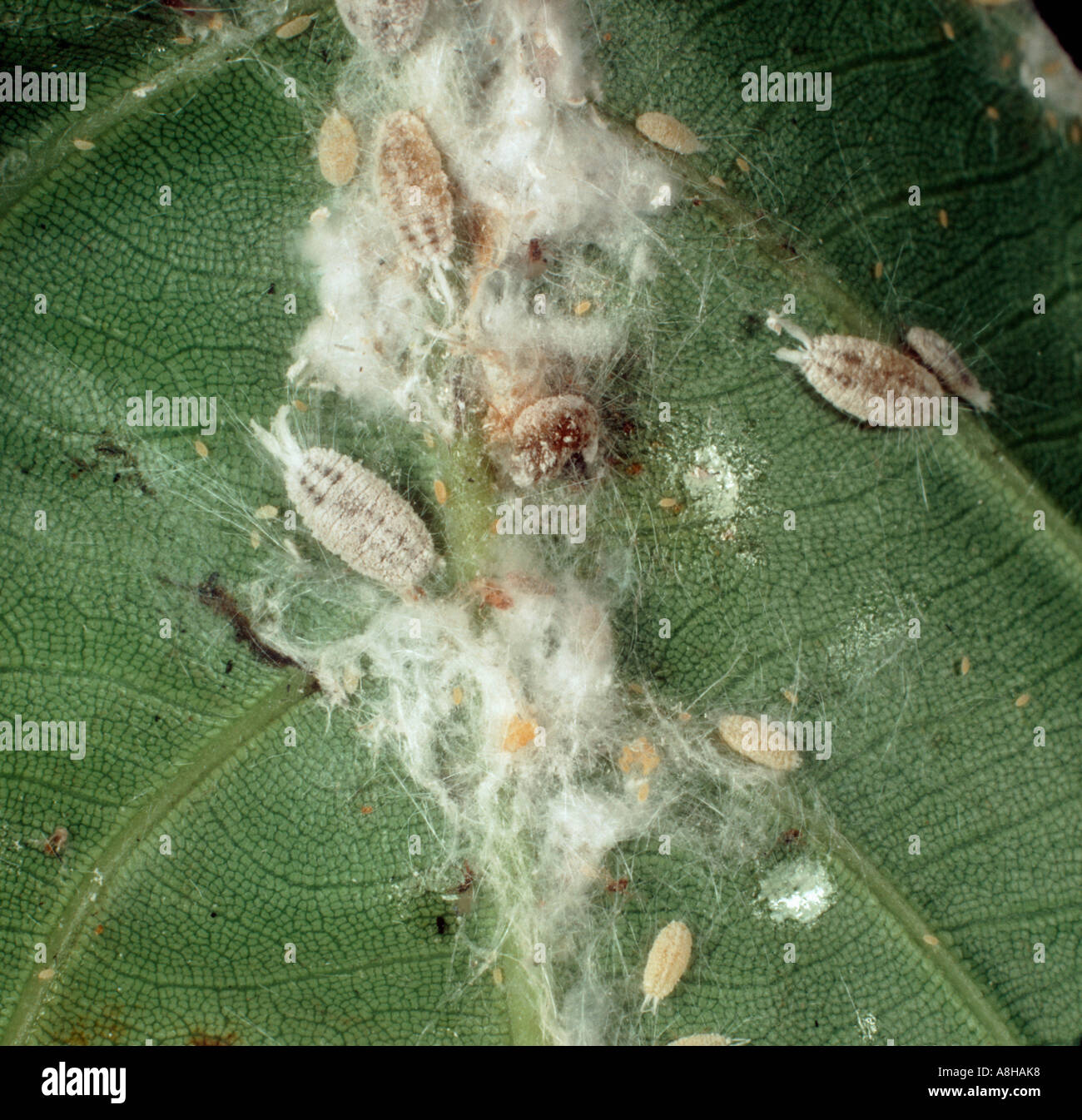 Striped mealybug Ferrisia virgata on jackfruit foliage Stock Photo - Alamy