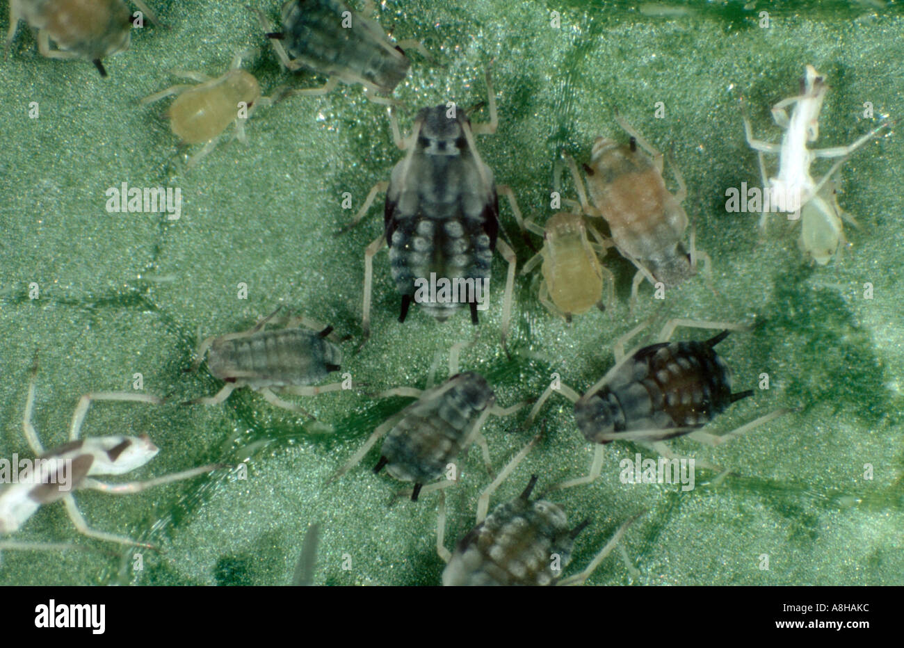 Cotton aphid Aphis gossypii at various stages Stock Photo - Alamy