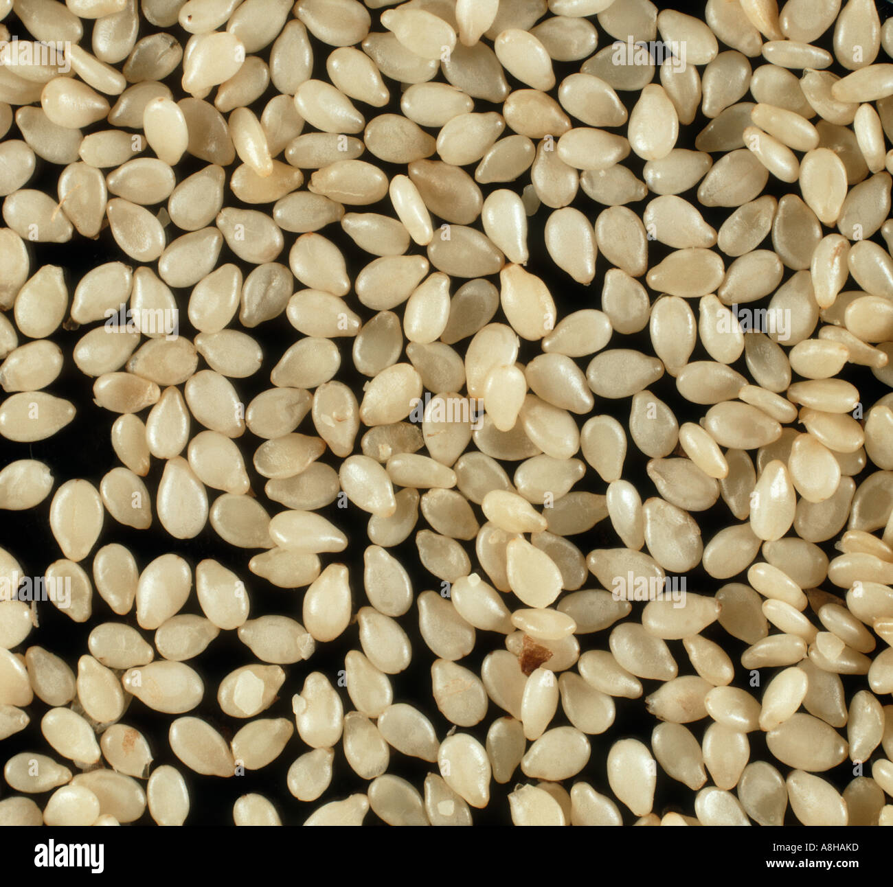 Sesamum orientale hi-res stock photography and images - Alamy