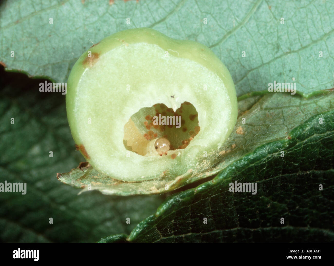 Sallow pea gall sawfly Pontania pedunculi larva exposed in willow gall ...