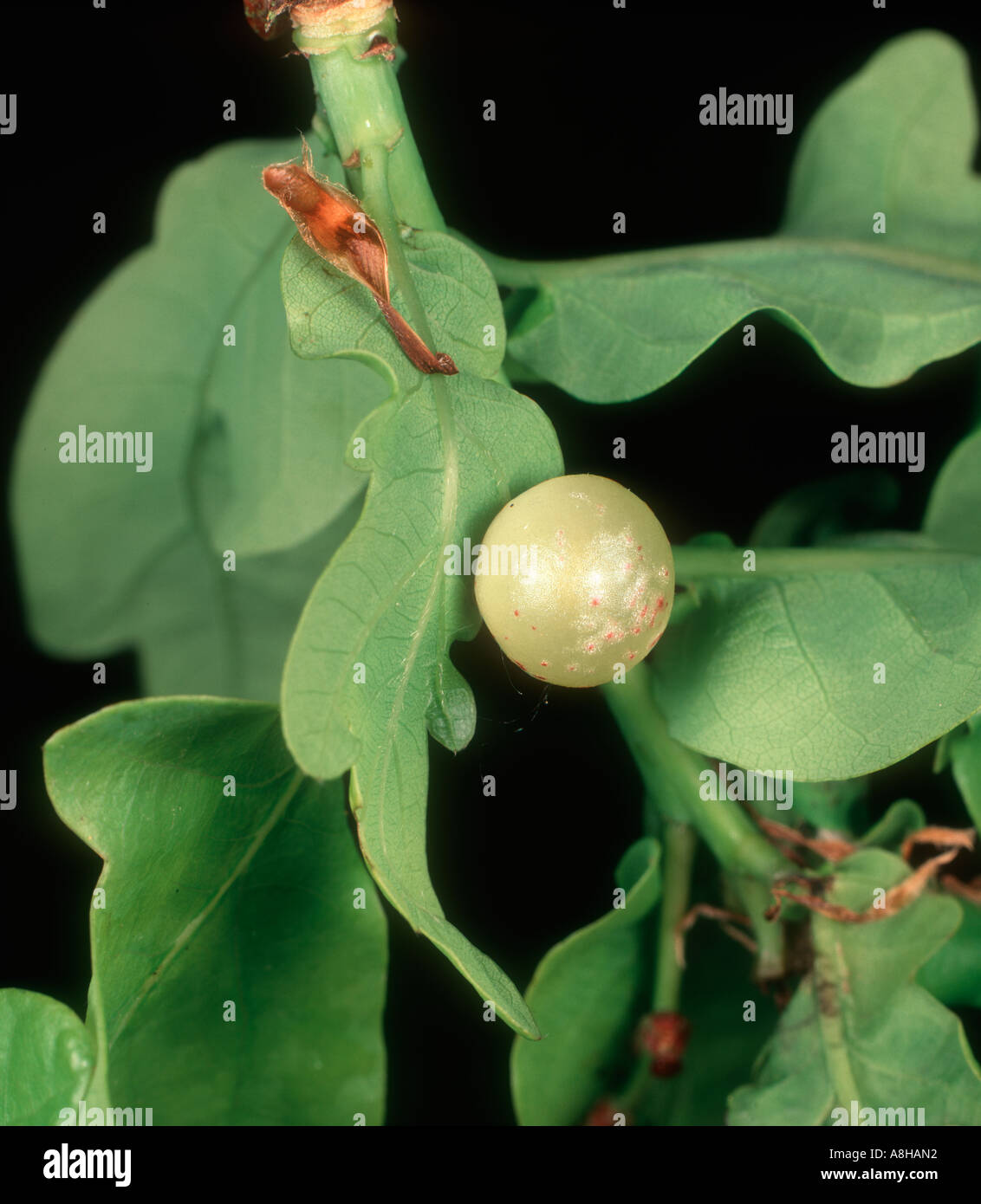 Gall at oak leaf hi-res stock photography and images - Alamy