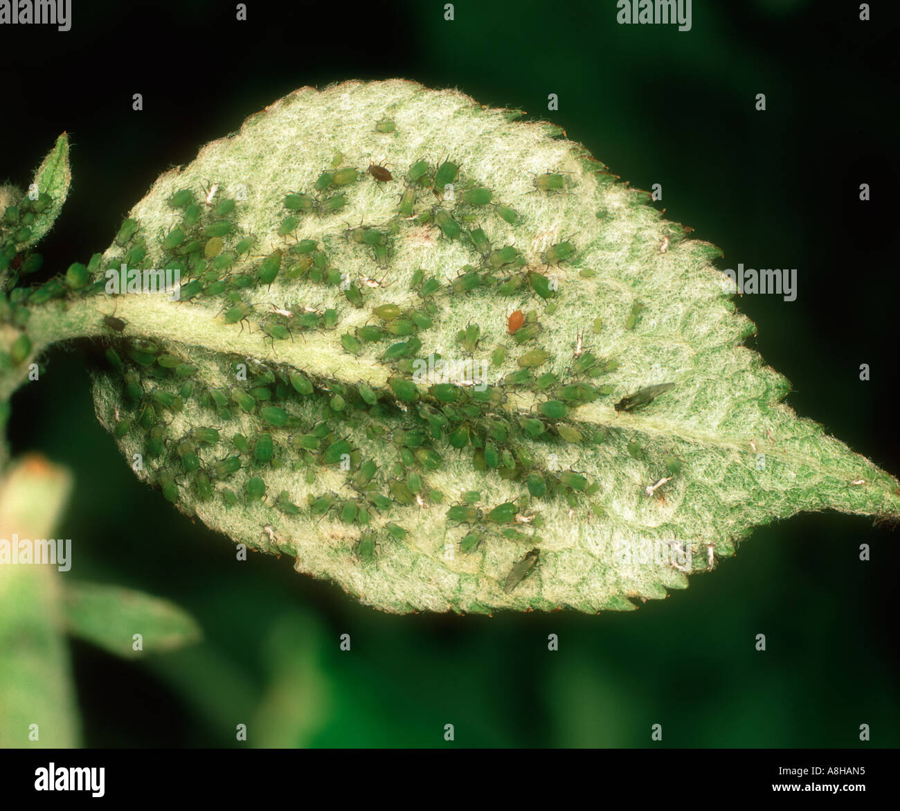 Green apple aphid Aphis pomi infestation on apple leaf underside Stock ...