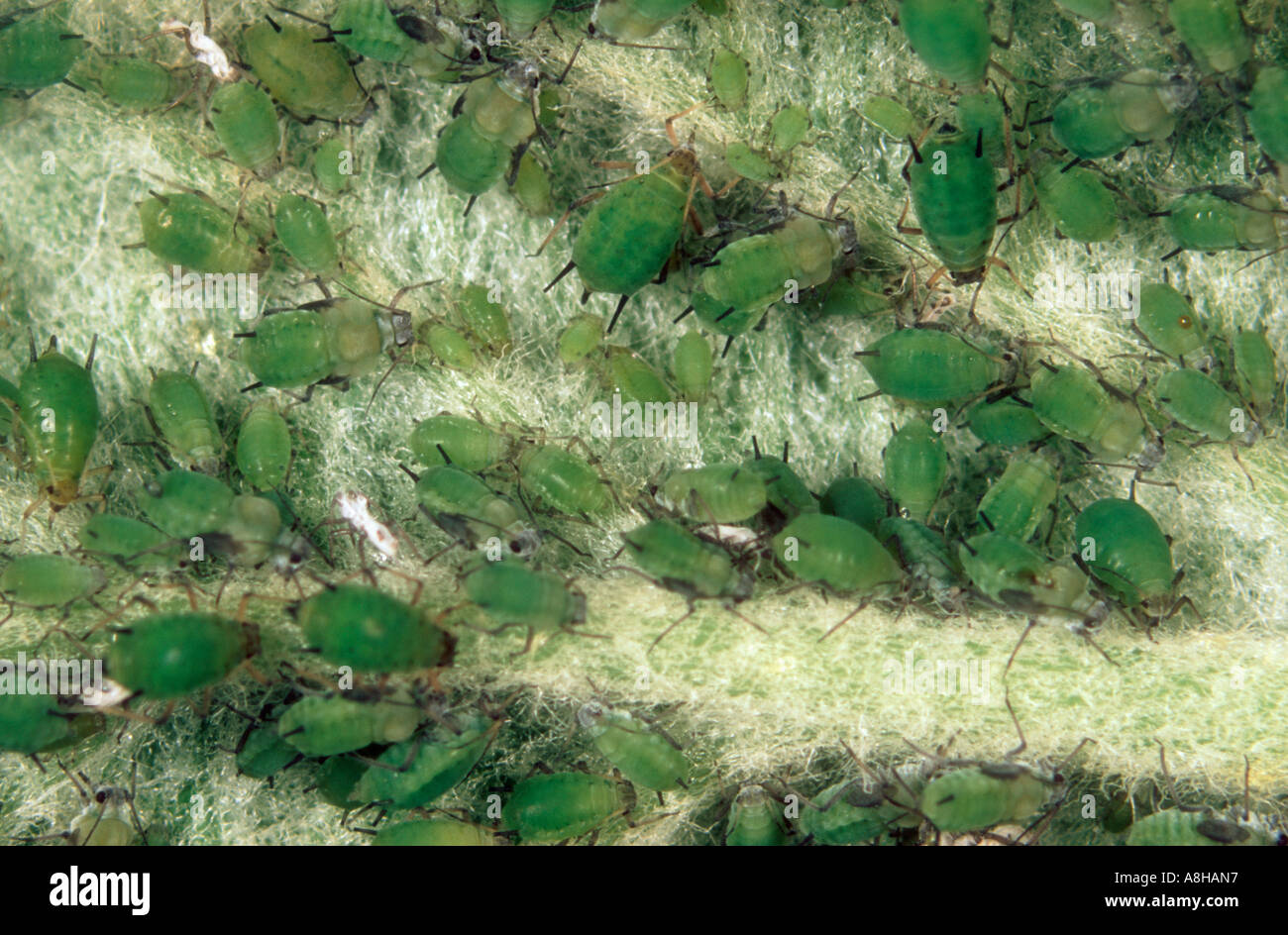 Apple aphid hi-res stock photography and images - Alamy