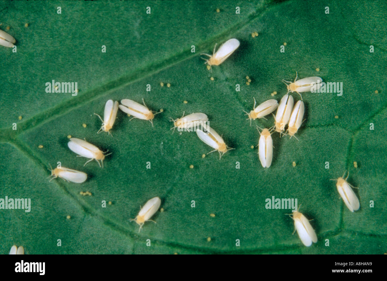Cotton whitefly Bemisia tabaci adults on cotton leaf surface Stock ...