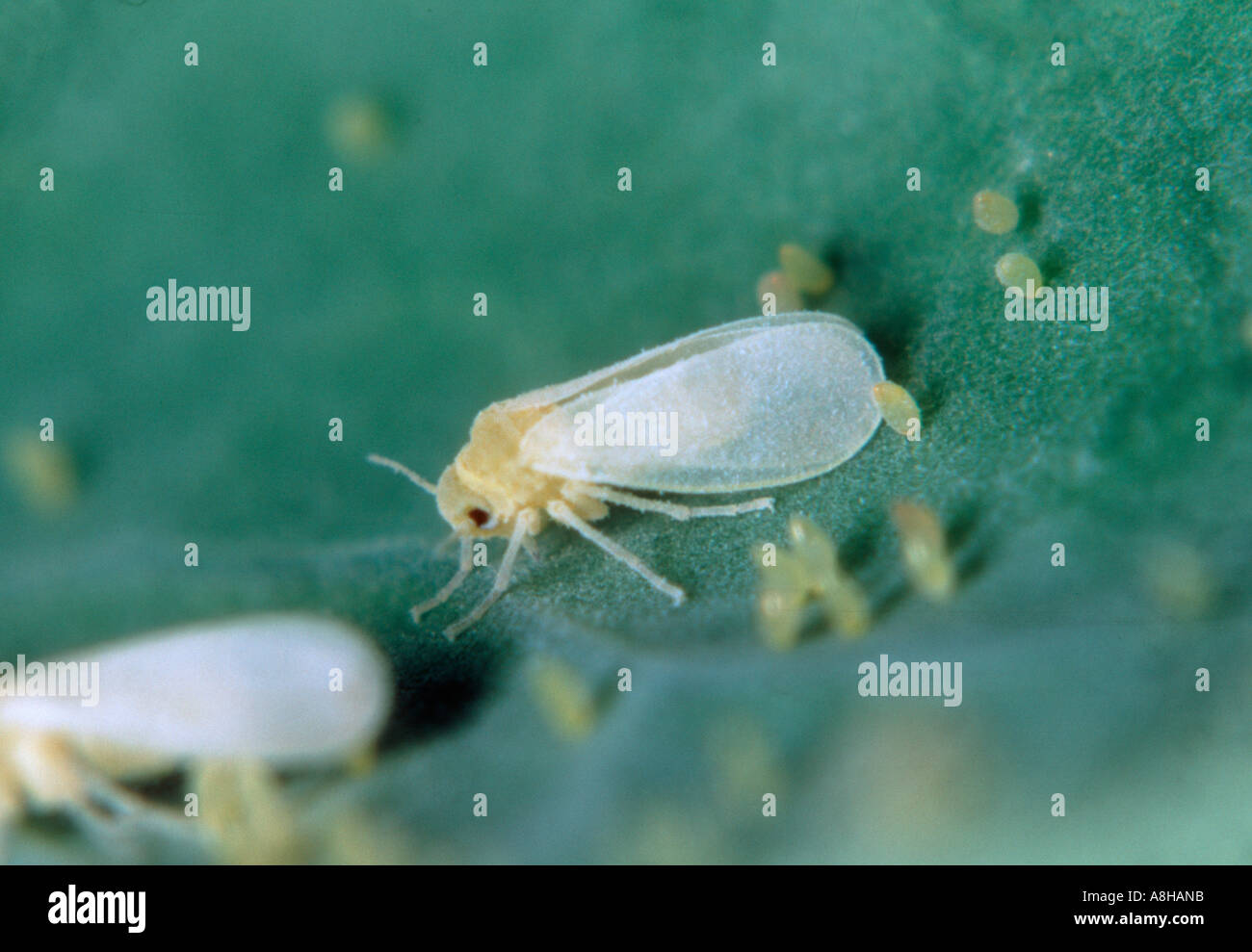 Cotton whitefly Bemisia tabaci adult female with eggs Stock Photo - Alamy