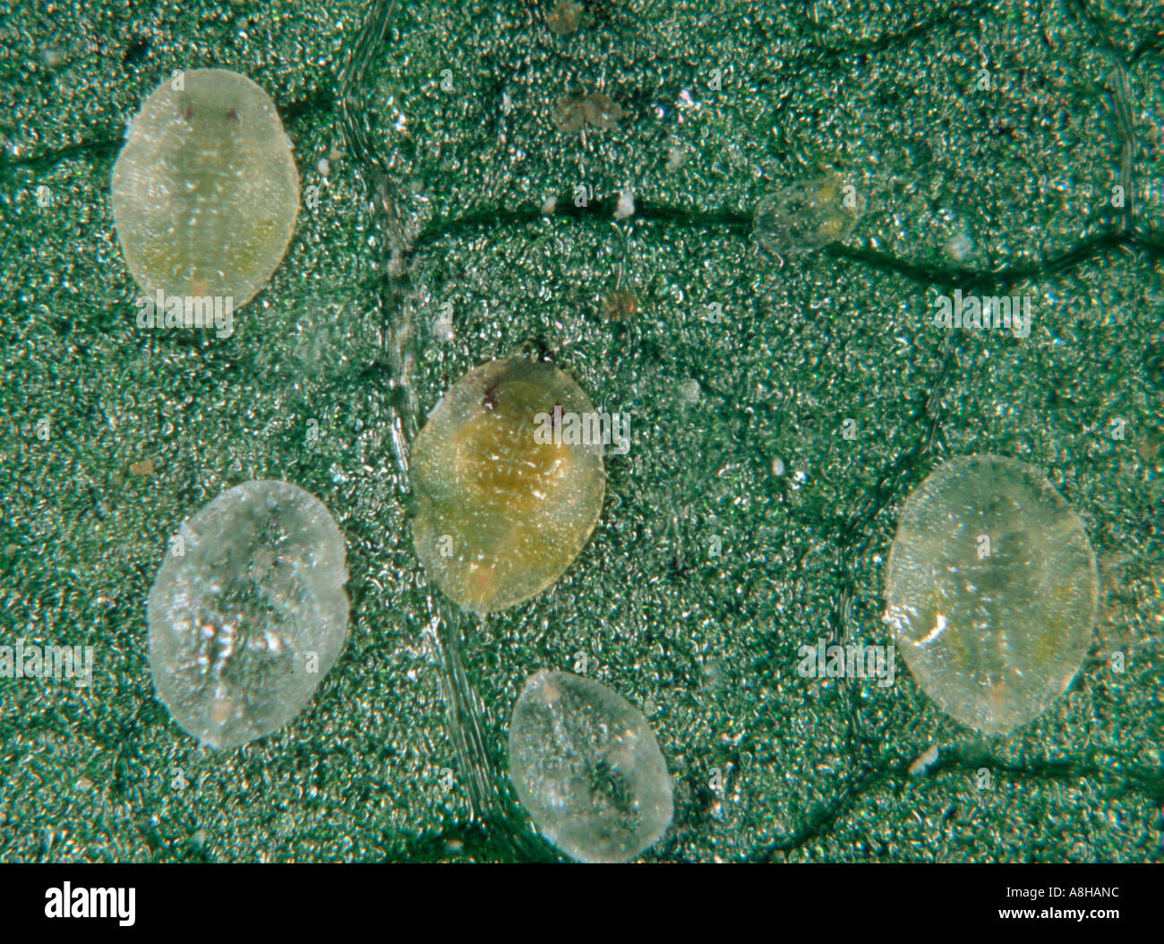 Cotton whitefly Bemisia tabaci scales larvae on cotton leaf Stock Photo ...