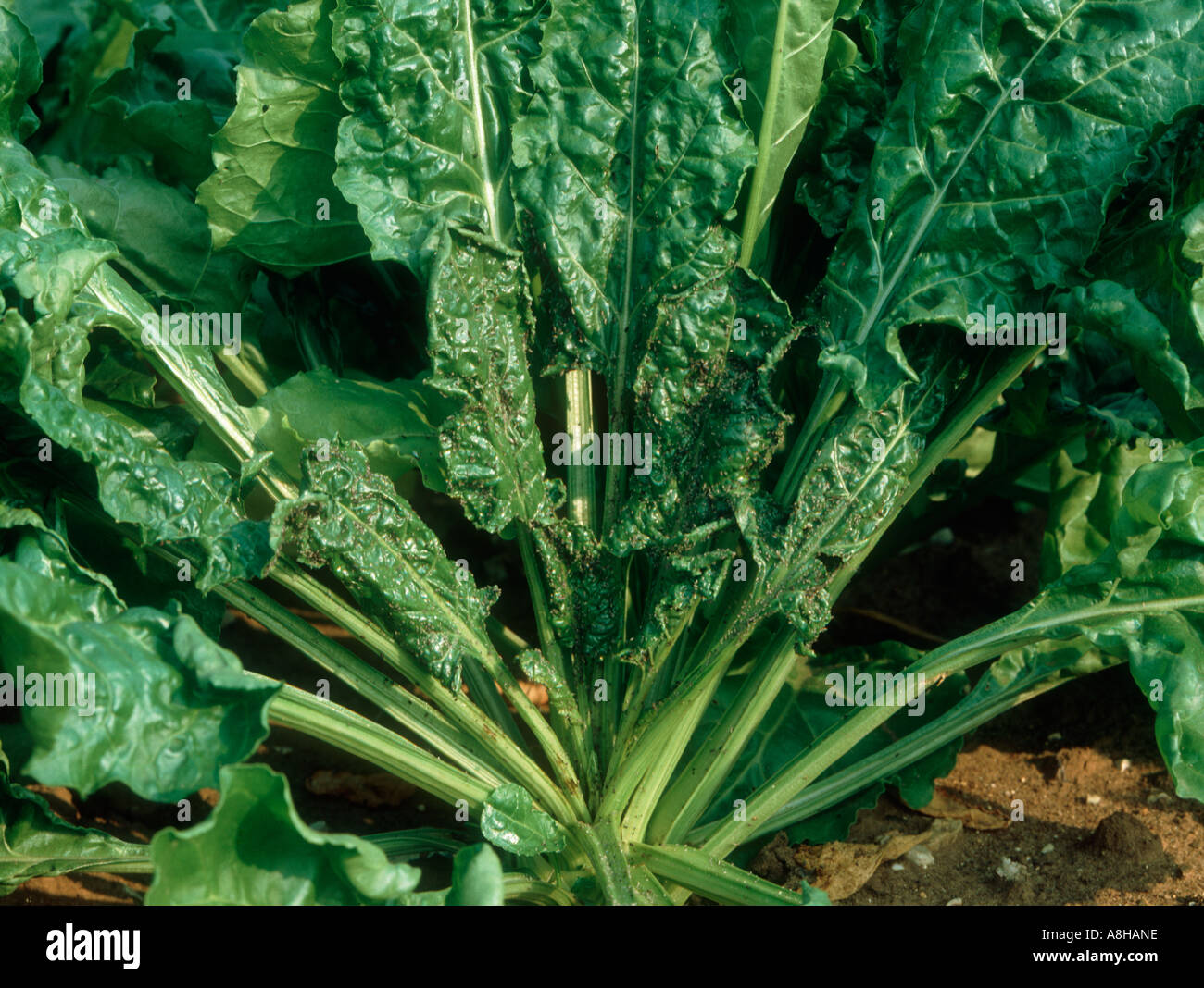 Beet leaf aphid hi-res stock photography and images - Alamy