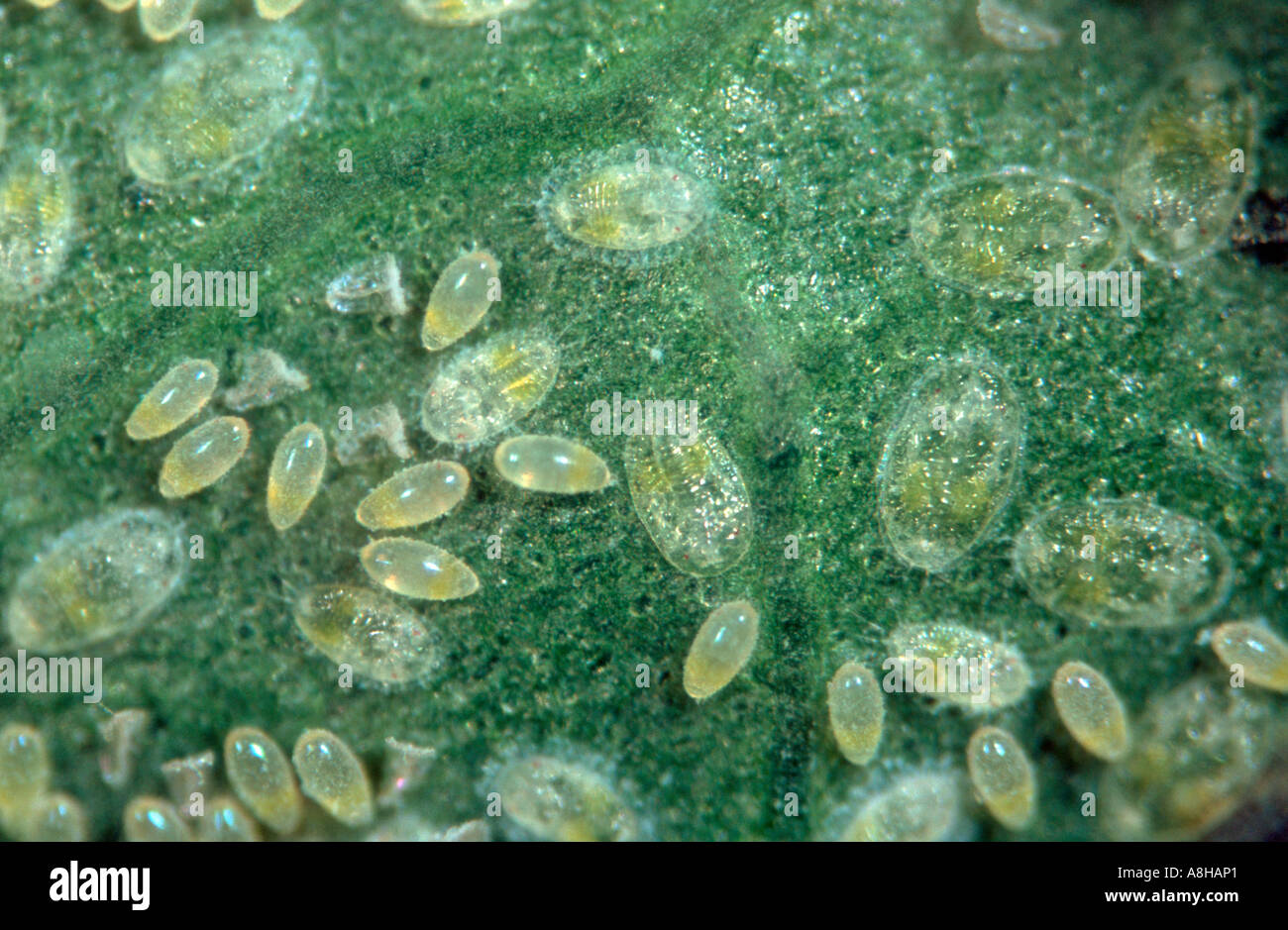 Castor whitefly Trialeurodes ricini eggs and scales crawlers larvae on ...
