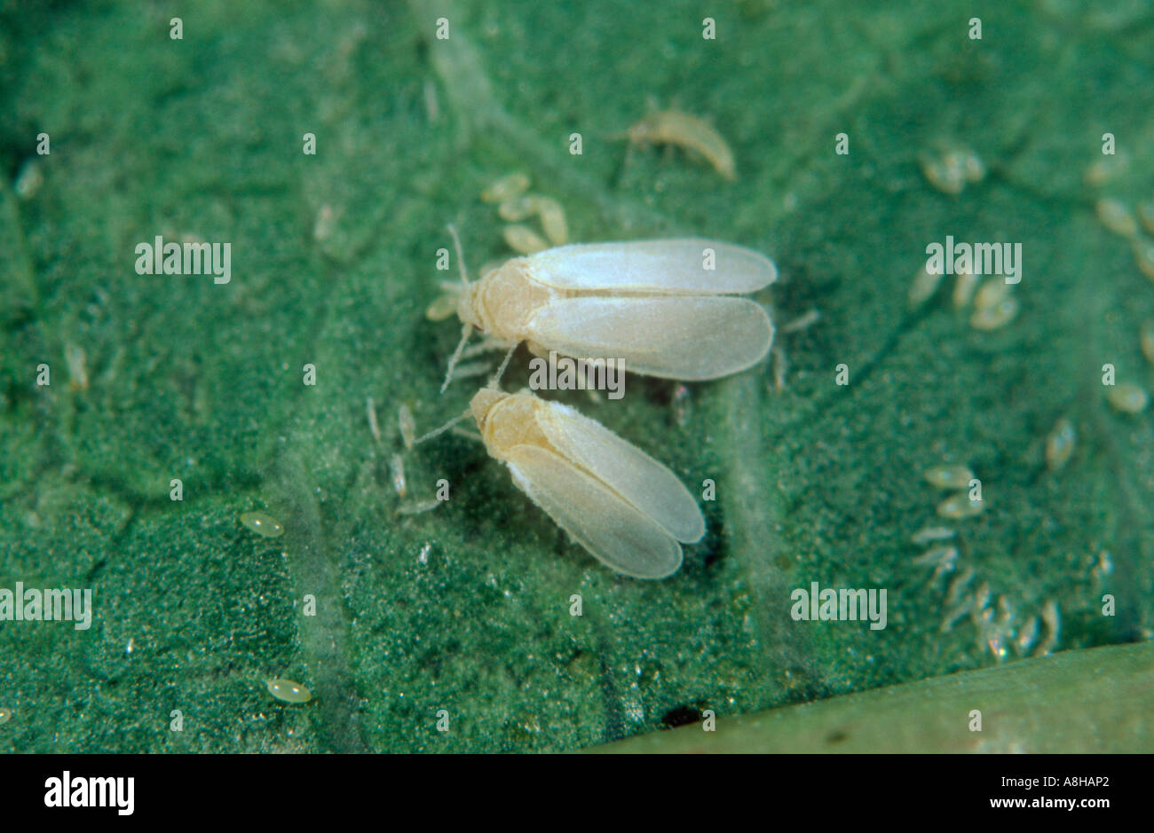 Castor whitefly Trialeurodes ricini adult pair on a castor leaf Stock ...