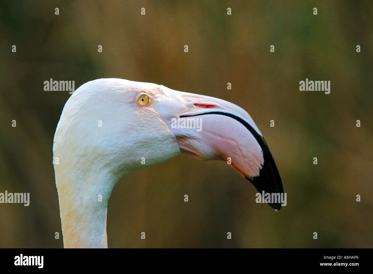Tall flamingo hi-res stock photography and images - Alamy