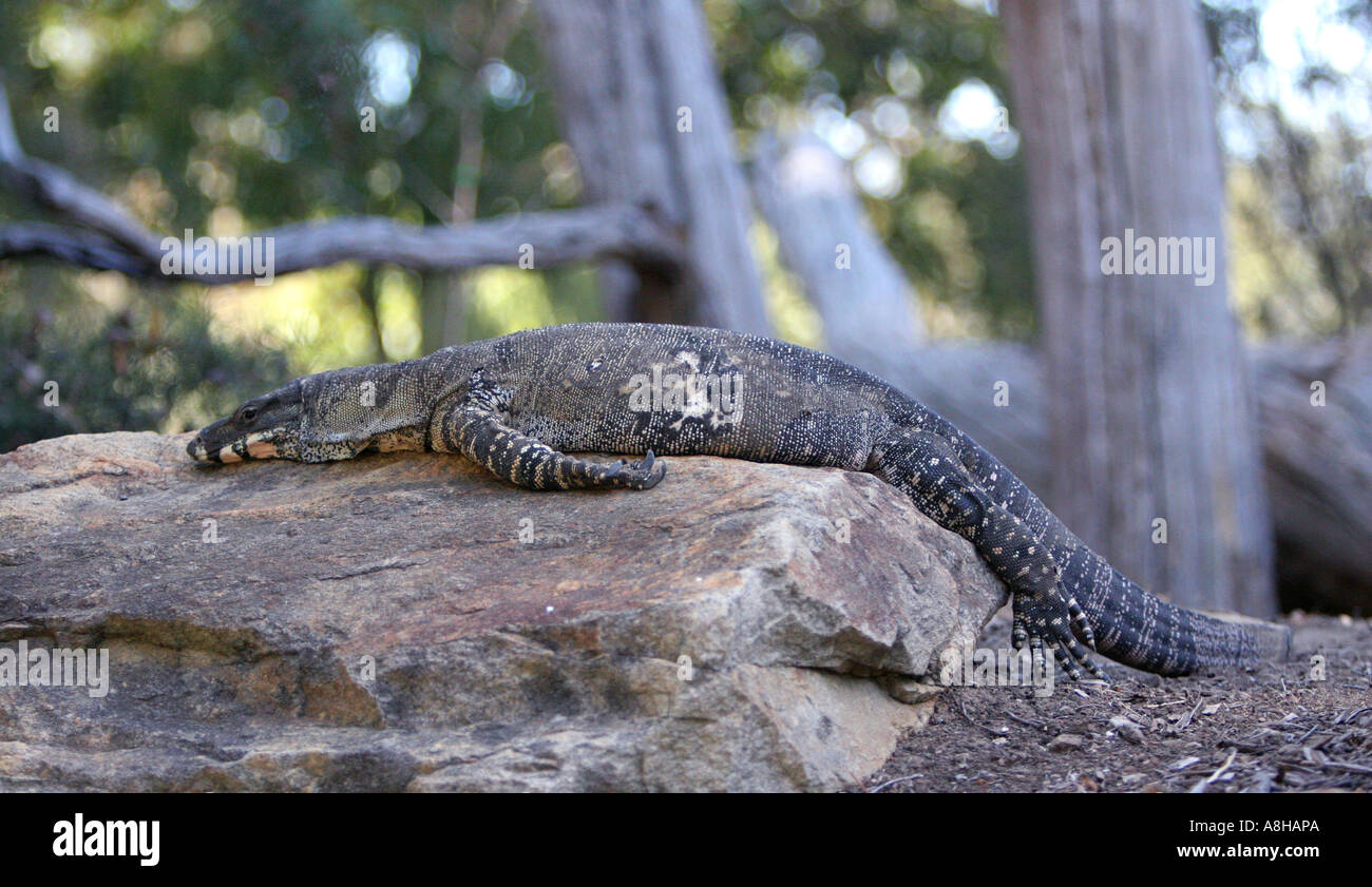 Lazy goanna monitor lizard rest reptile goanna hi-res stock photography ...
