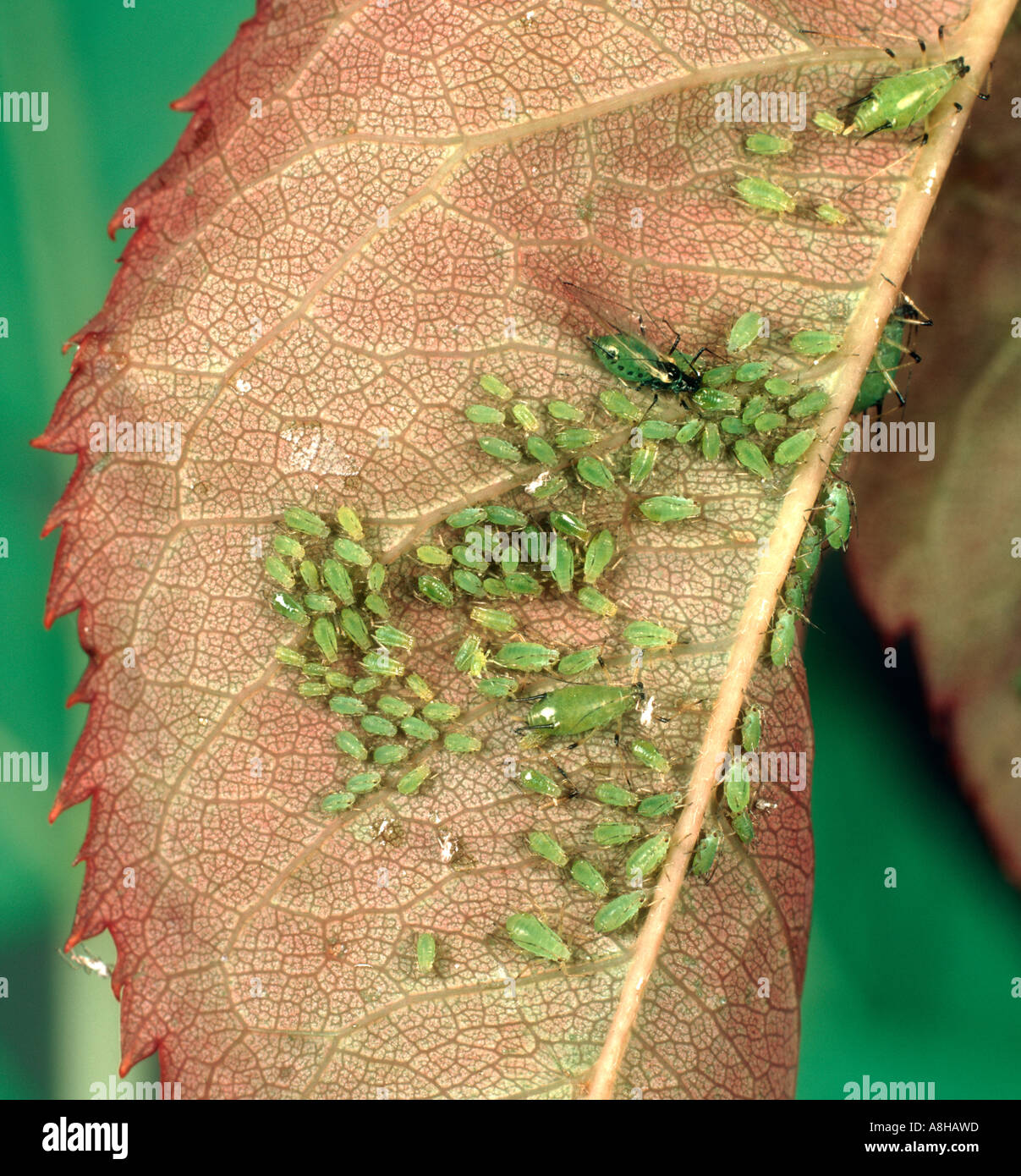 Rose aphids Macrosiphum rosae infestation on young rose leaf Stock ...
