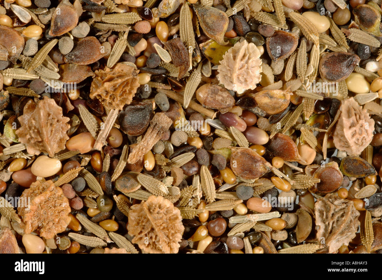 Wildflower seed mix for chalkland soils Stock Photo - Alamy