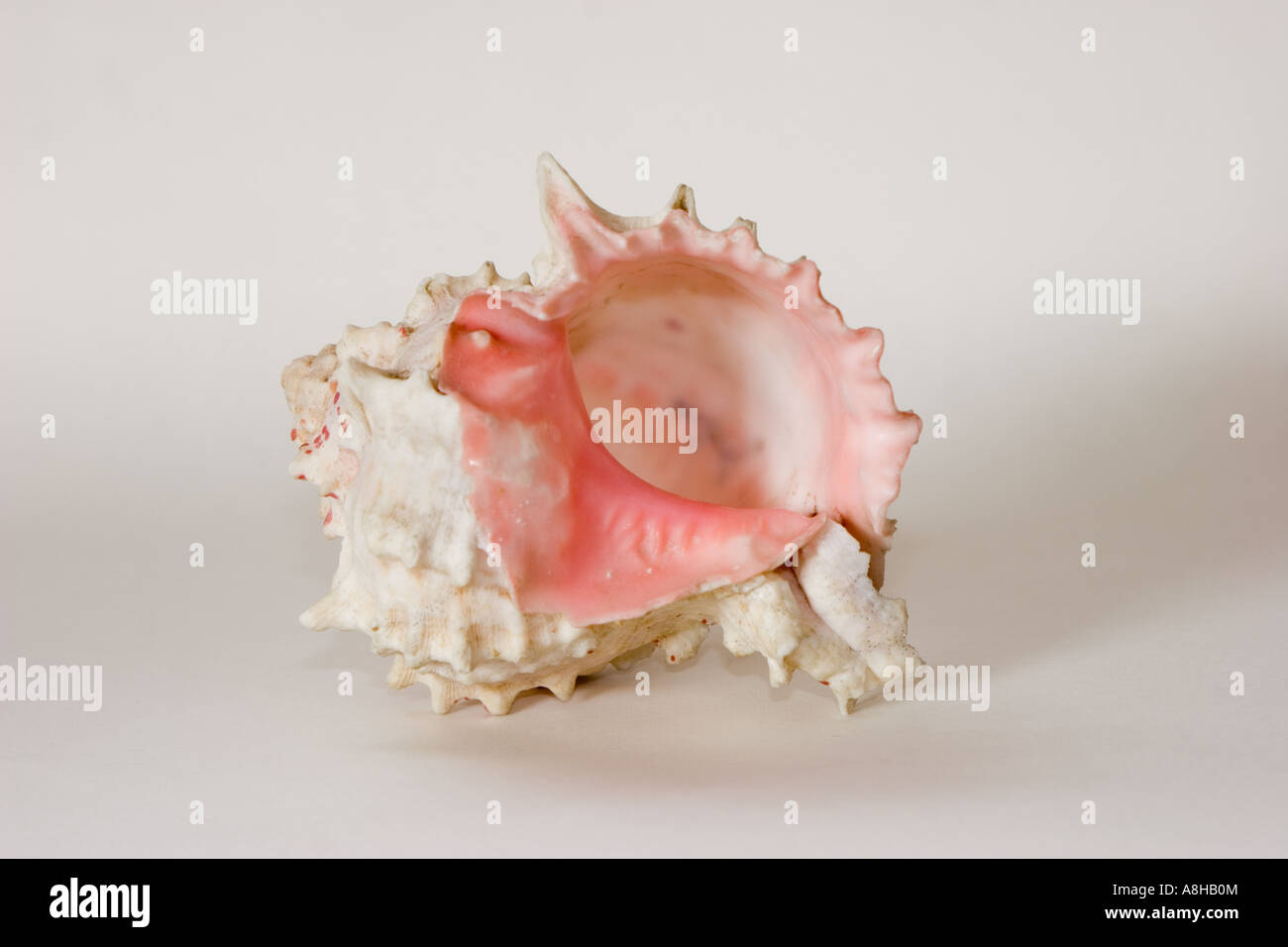 Sea shell against a plain background Stock Photo - Alamy