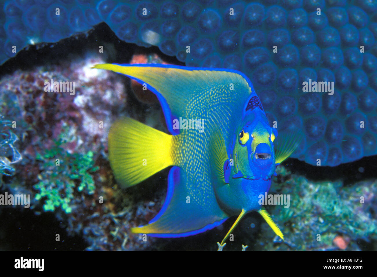 MARINE ANGELFISH Queen Stock Photo - Alamy