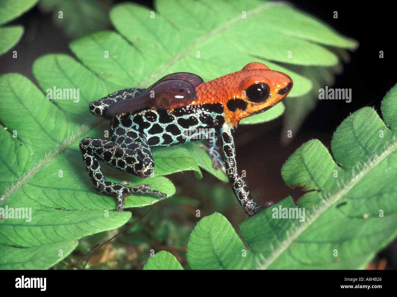 AMPHIBIAN FROG Reticulated Stock Photo - Alamy