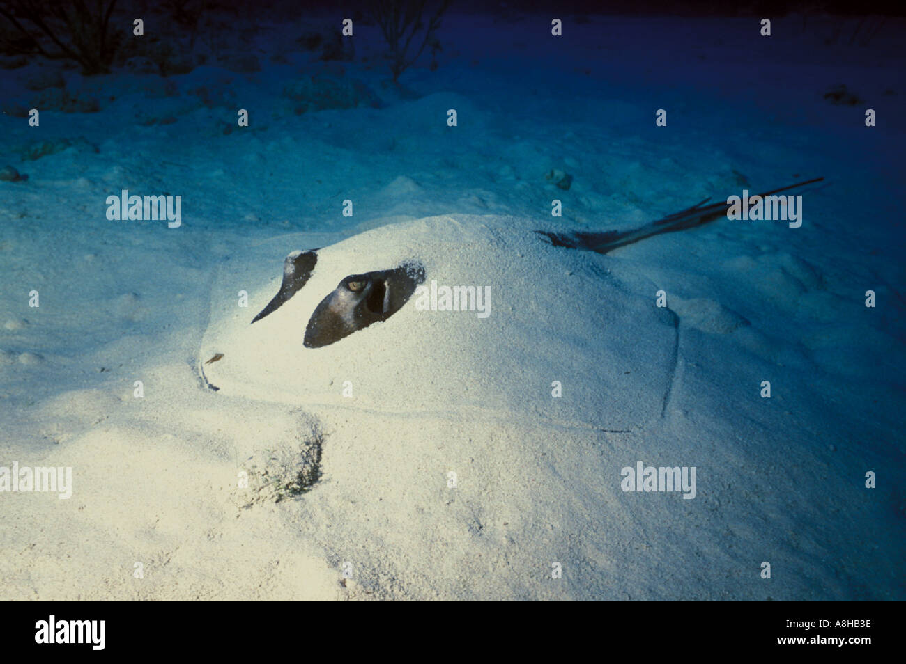 MARINE RAY Sting Stock Photo - Alamy