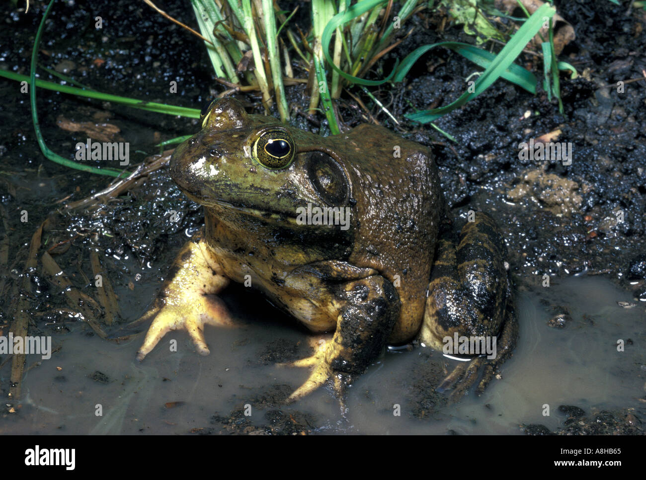 American bull frog hi-res stock photography and images - Alamy