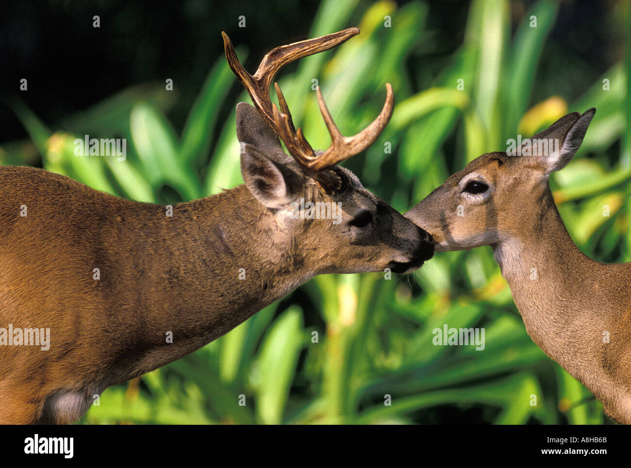 MAMMAL DEER Key Stock Photo - Alamy