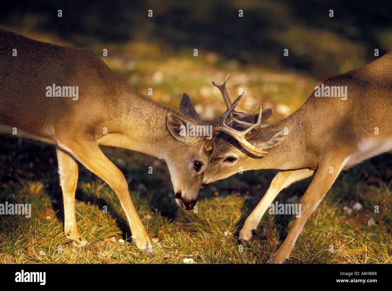 MAMMAL DEER Key Stock Photo - Alamy