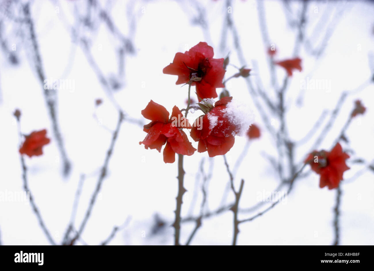 Roses in the freezing cold hi-res stock photography and images - Alamy