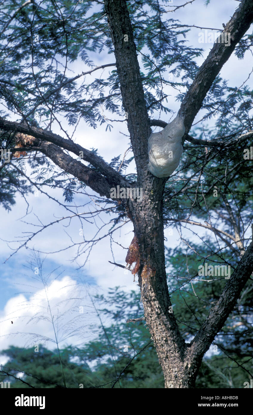AMPHIBIAN FROG Tree Foam Nest Stock Photo - Alamy