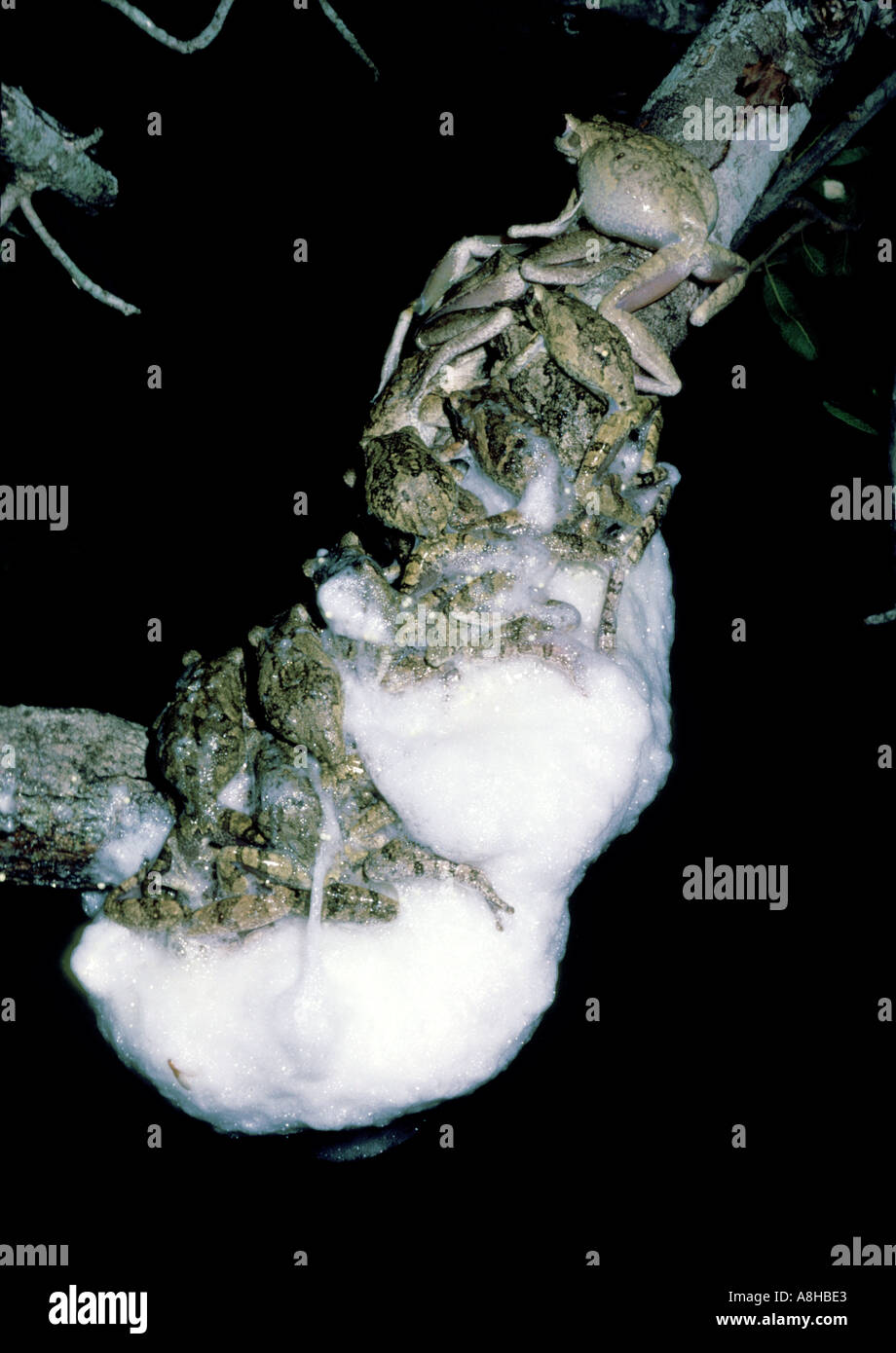 AMPHIBIAN FROG Foam Nest Stock Photo - Alamy