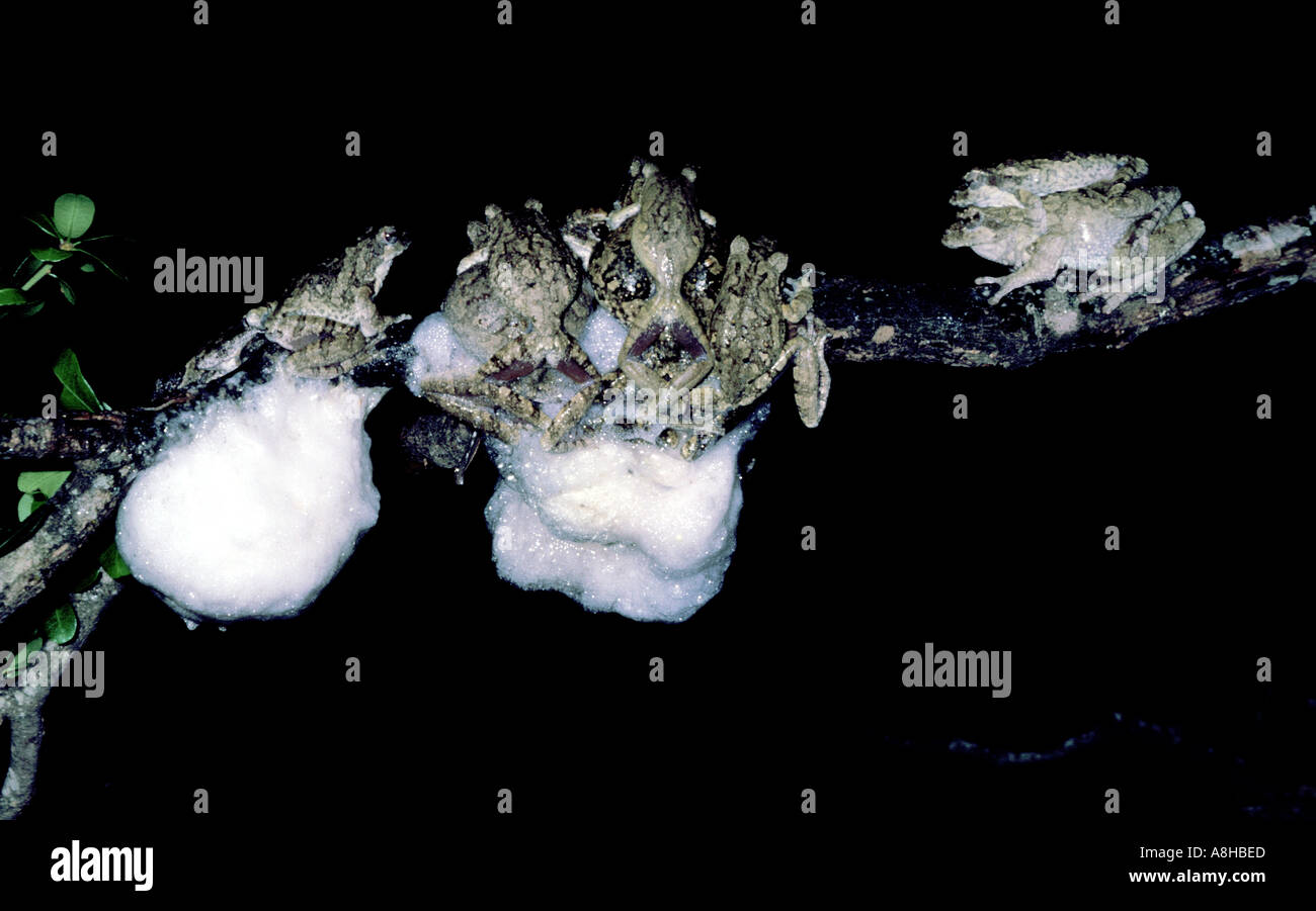 AMPHIBIAN FROG Foam Nest Stock Photo - Alamy