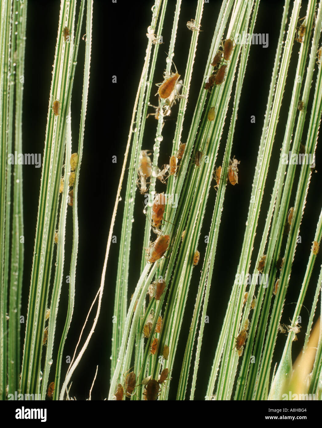 Infestation of grain aphid Sitobion avenae on barley awns Stock Photo ...