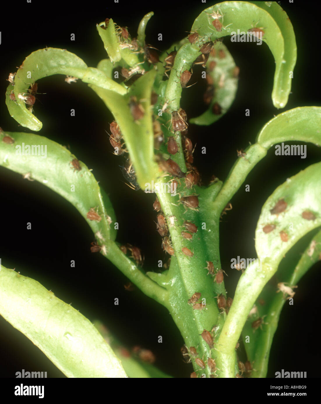 Black citrus aphid hi-res stock photography and images - Alamy