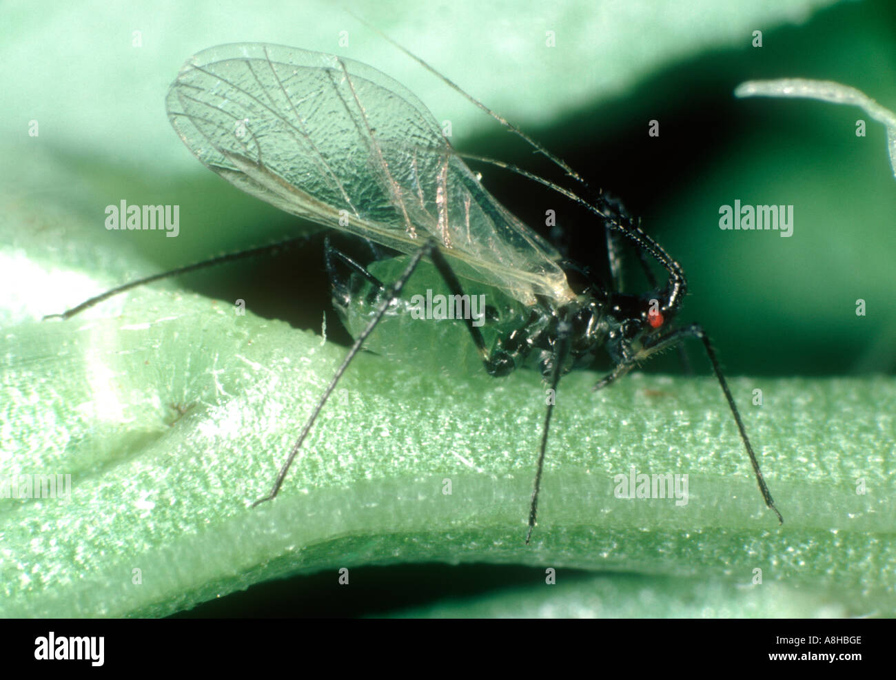 Vetch aphid Megoura viciae alate winged adult on a field bean stem ...