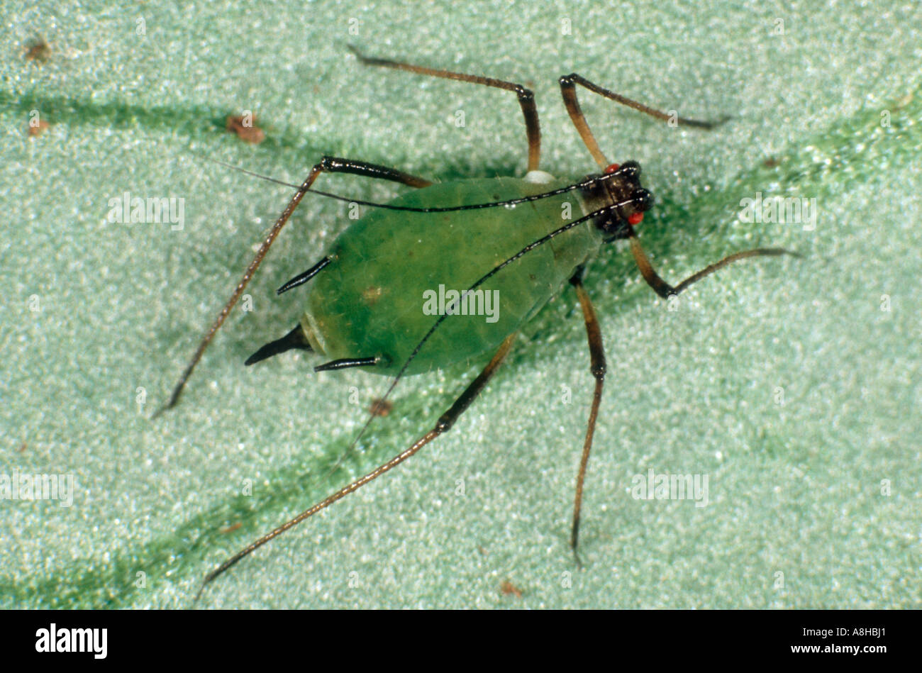Vetch aphid Megoura viciae on a field bean leaf Stock Photo - Alamy
