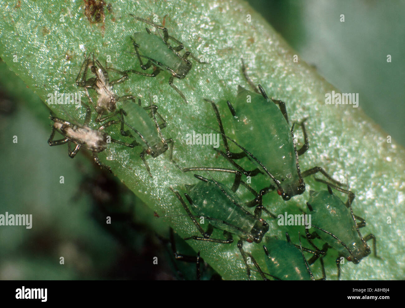 Vetch aphid Megoura viciae group on field bean leaf Stock Photo - Alamy