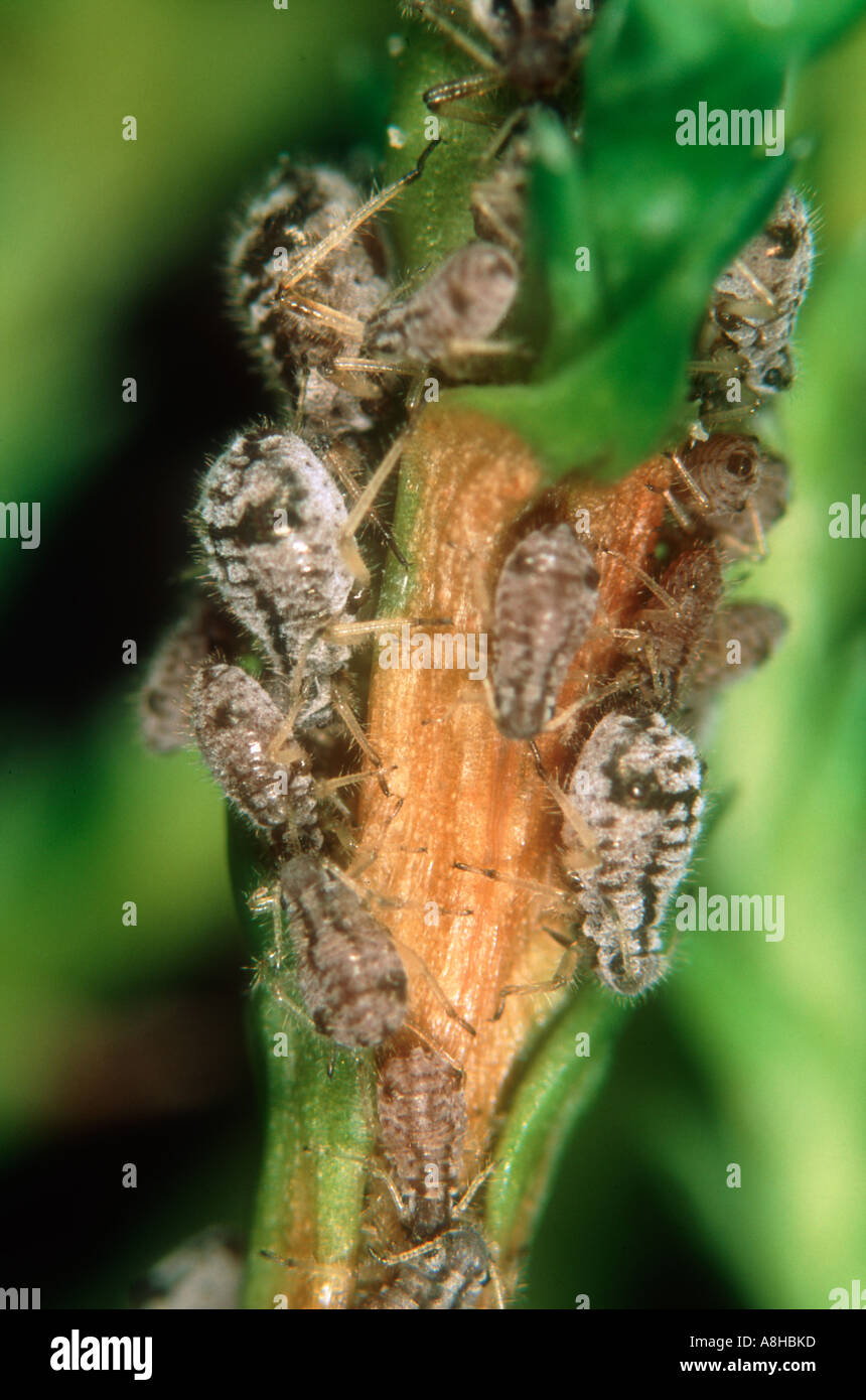 Cypress aphid Cinara cupressi on cypress foliage Stock Photo - Alamy