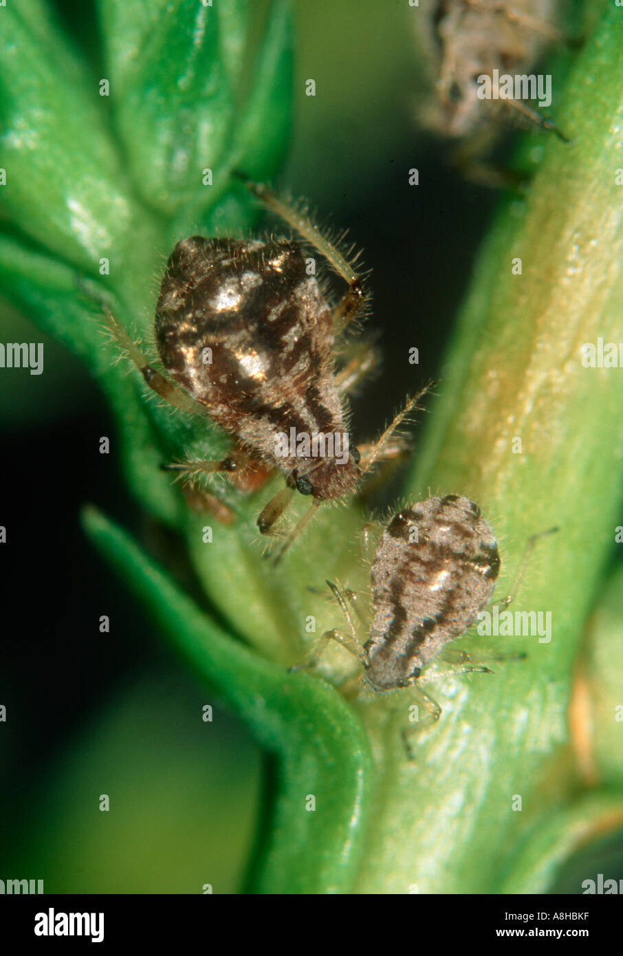 Cypress aphid Cinara cupressi on cypress leaves Stock Photo - Alamy